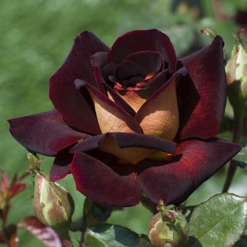Hacker Cut Rose Seedlings Dark Black Series Extra Large Flower Tea ...