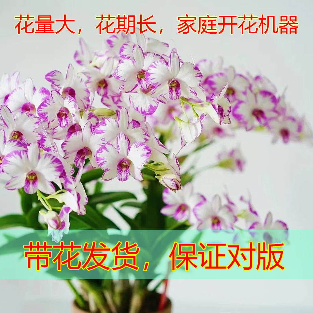 Mini Ink Splash Dendrobium Orchid with Flower Buds, Easy-to-Care Indoor ...