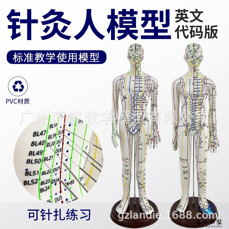 Q-8/Blue Butterfly English Code Acupuncture Point Human Body Model ...