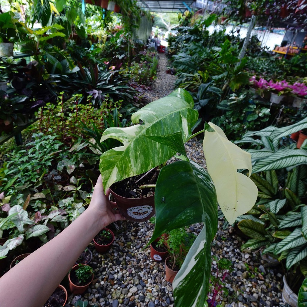 Live Plant EPV |Old Man Garden | Shopee Malaysia