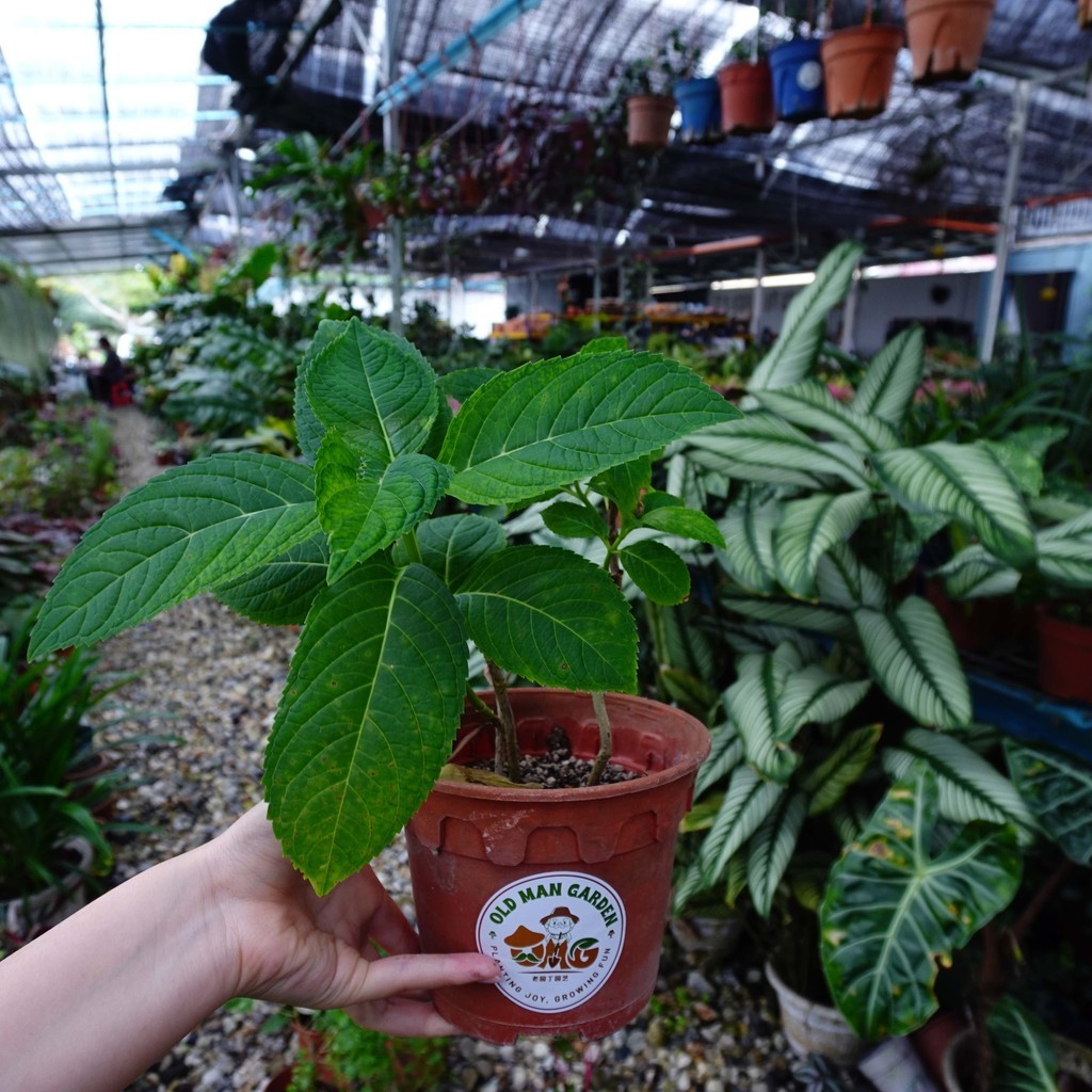 Bunga tiga bulan tahan panas 绣球花平原 |Old Man Garden | Shopee Malaysia