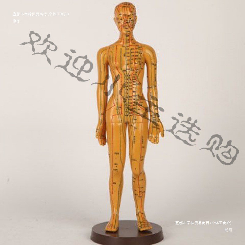 Q-8/Full Body Human Figure Acupuncture Copper Mannequin Acupuncture ...
