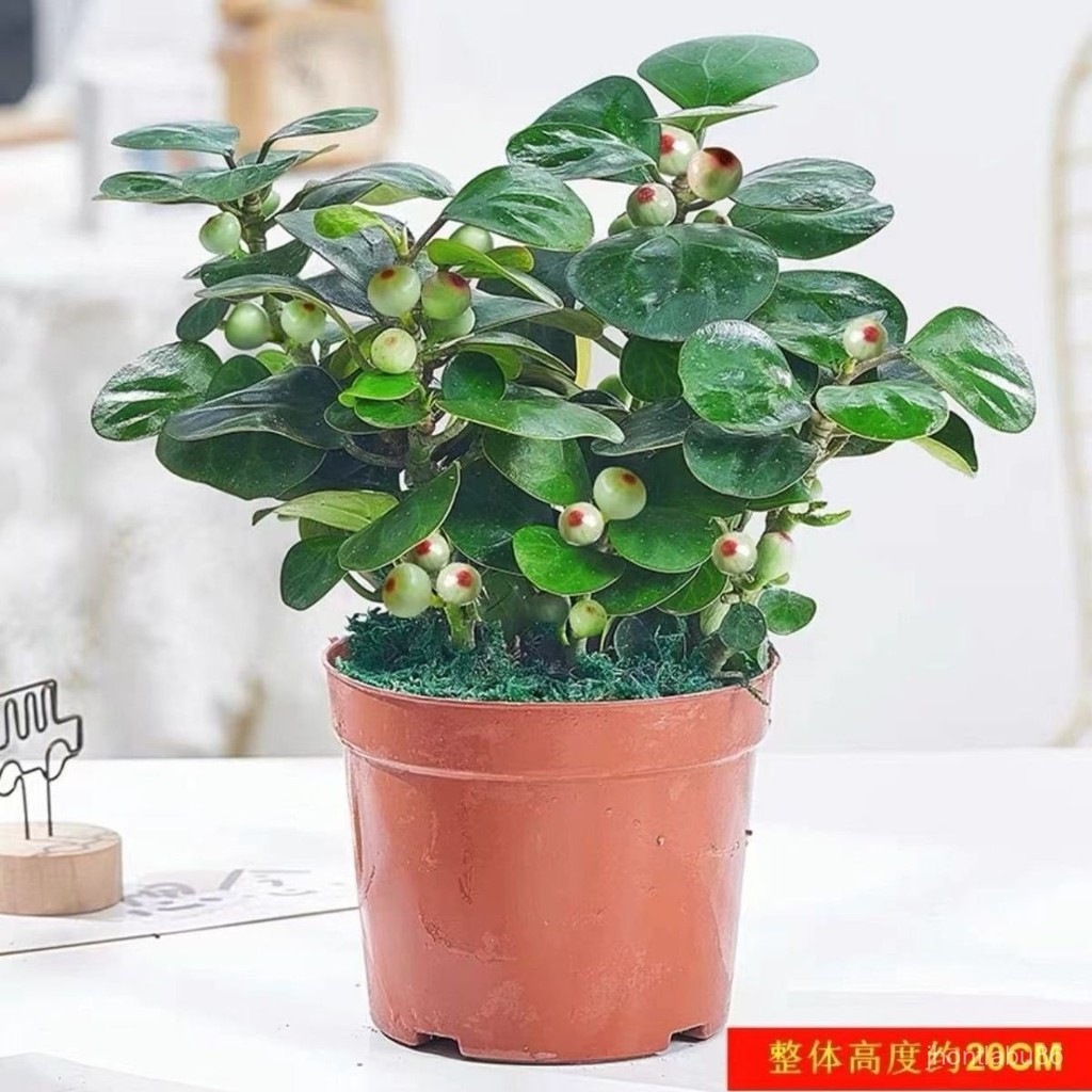 Bonsai Style with Fruit Lazy People Complete Collection Looking Forward ...