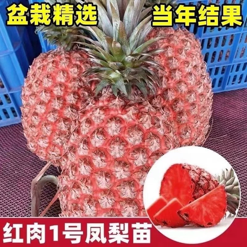 New Red Flesh Pineapple, Bearing Fruit All Seasons, Costa Rica ...