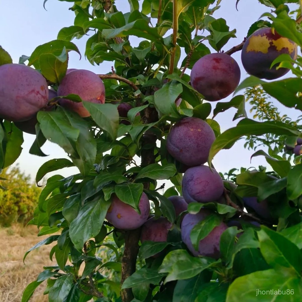 Prunus Black Brown Plum Tree Bearing Fruit in the Same Year Ground ...
