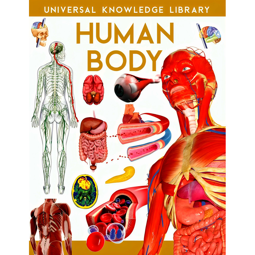 (BBW) UNIVERSAL KNOWLEDGE LIBRARY: HUMAN BODY (ISBN: 9788119307234 ...