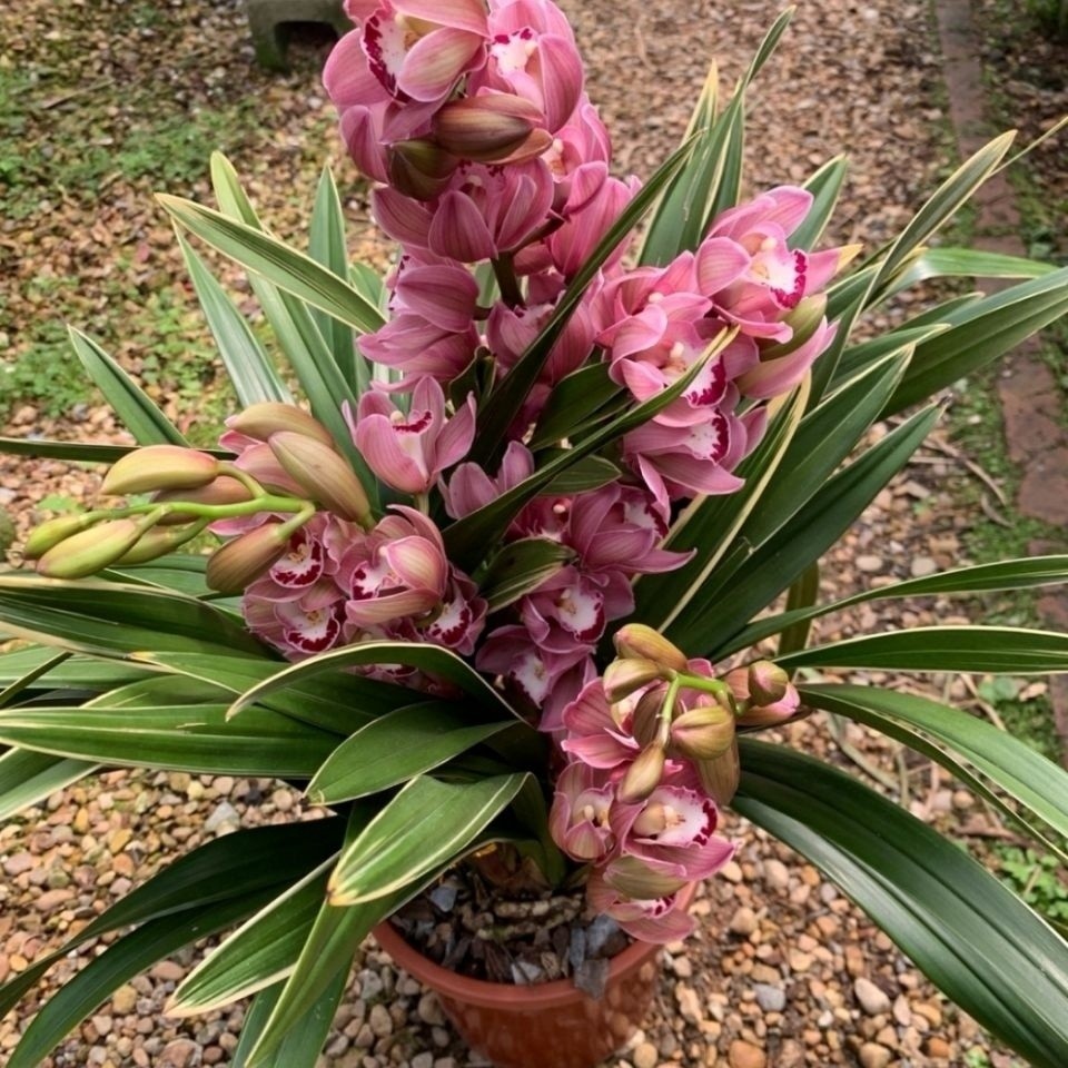 Shipped with Original Basin Soil Special Fragrant Orchid Great Chinese ...