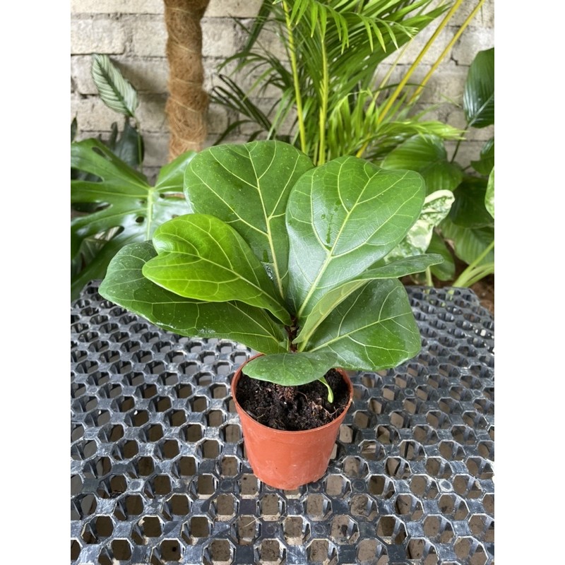 LFT-POKOK INDOOR & OUTDOOR / POKOK HIDUP / ANAK POKOK KETAPANG BRAZIL ...