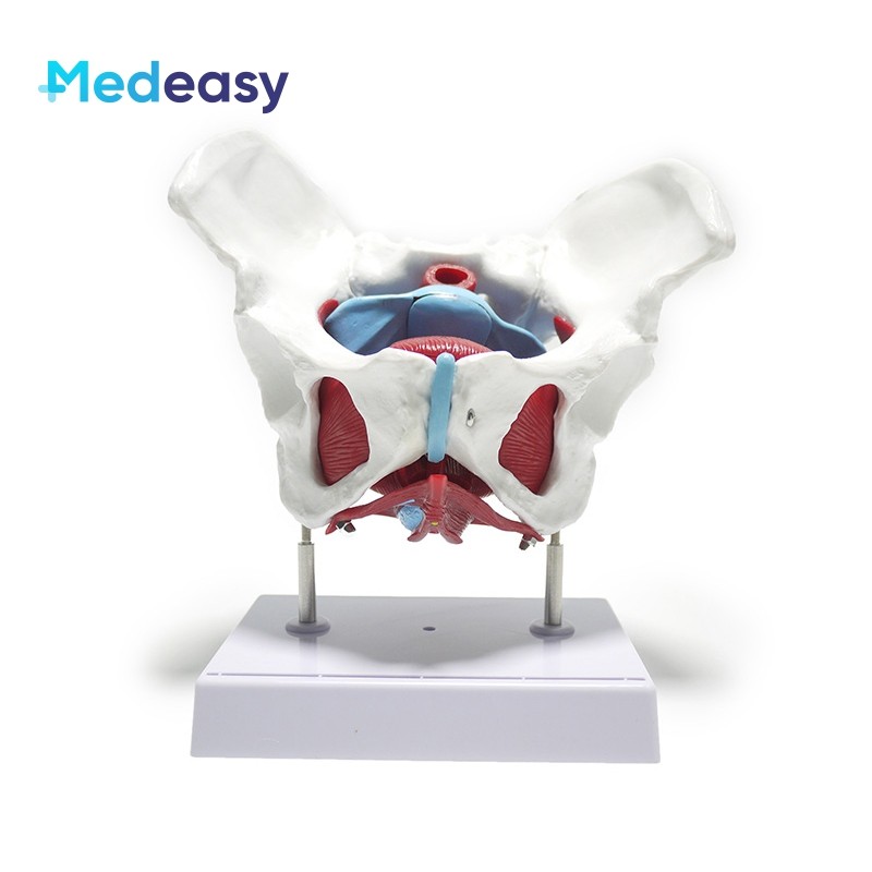Female Pelvis Model with Muscles and Organs | Shopee Malaysia