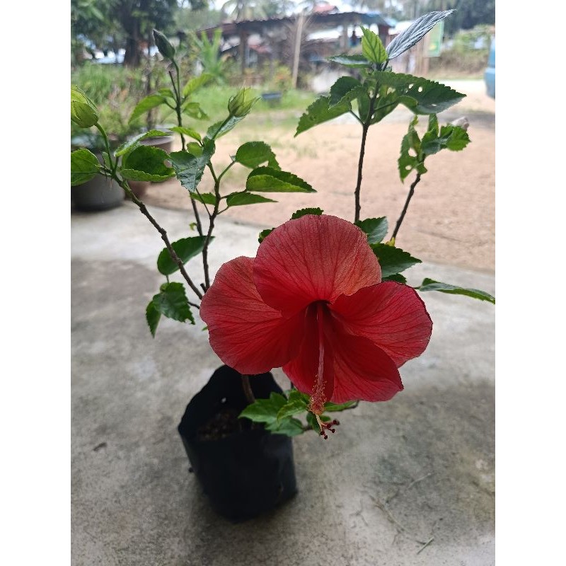 pokok bunga raya kampung | Shopee Malaysia