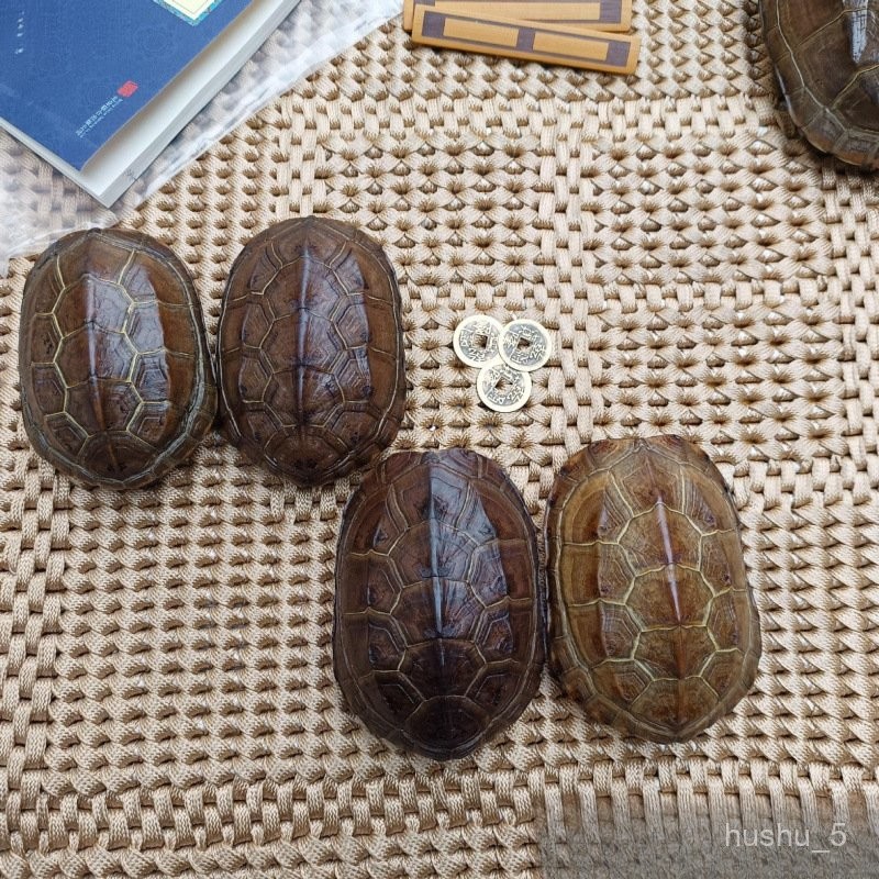 M/Real Turtle Shell Natural Complete Liu Yao Tortoise Shell Crafts ...