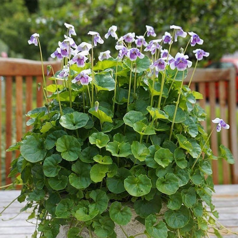 Panda Viola Potted Flower Border Garden Perennial Ground Cover Plant ...