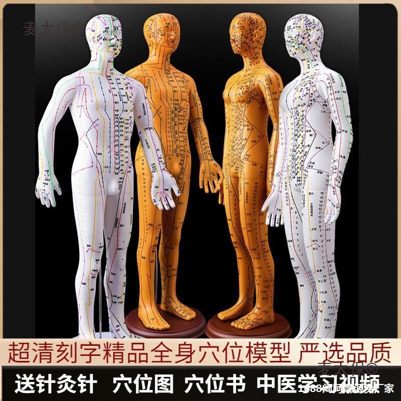 Q-8/Acupuncture Point Human Body Model for Needle Insertion Meridian ...