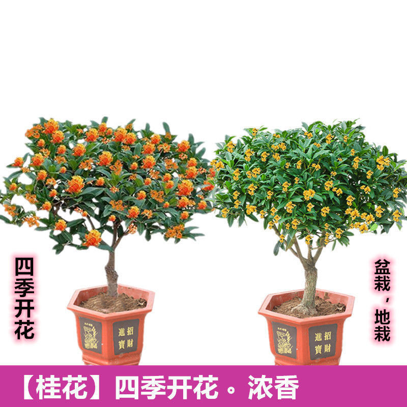 Osmanthus Tree Seedlings Osmanthus Seedlings Potted Golden Osmanthus ...