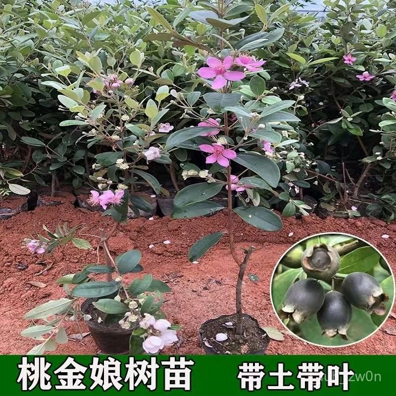 【3819Koleksi Orang】Anak Pokok Taojinniangshan Nianzi Ditanam Dalam ...