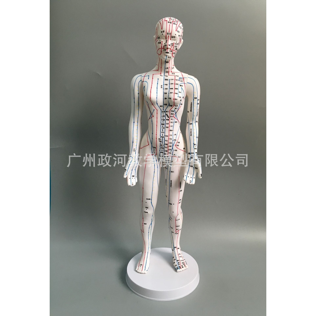 Q-8/50Centimeter Clear Acupuncture Male Mannequin Female Model Human ...