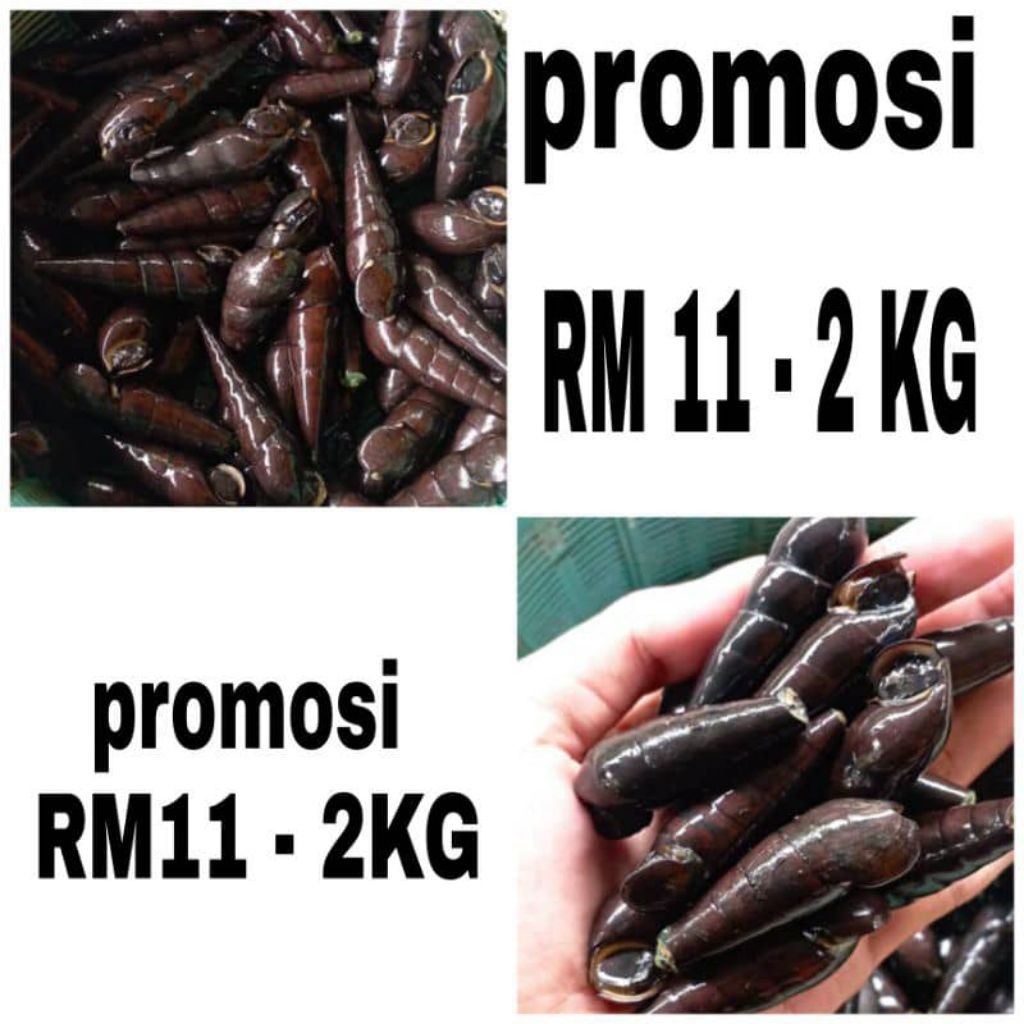Siput Sedut Hitam , Siput Hitam Sungai.(hidup) | Shopee Malaysia
