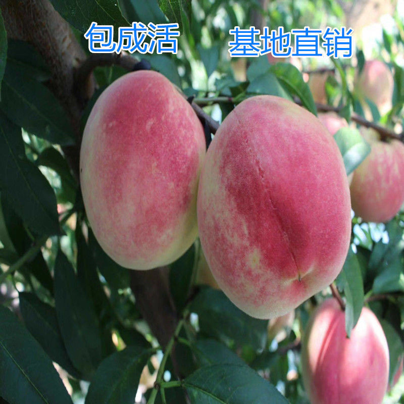 Extra Large Honey Peach Seedlings Potted Plant Field Cultivation Peach ...