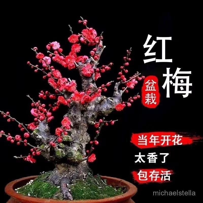 Tulang Merah Anak Benih Tahan Sejuk Halaman Musim Sejuk Plum Hijau ...