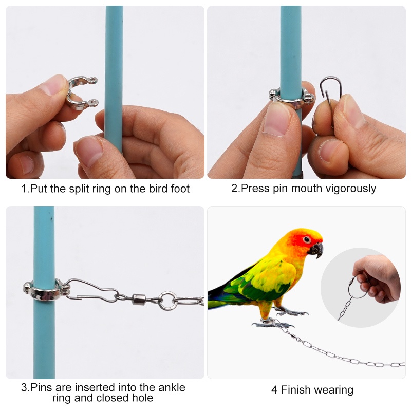 【Ready stock】Parrot Stainless Steel Foot Ring Chain Opening Activity ...