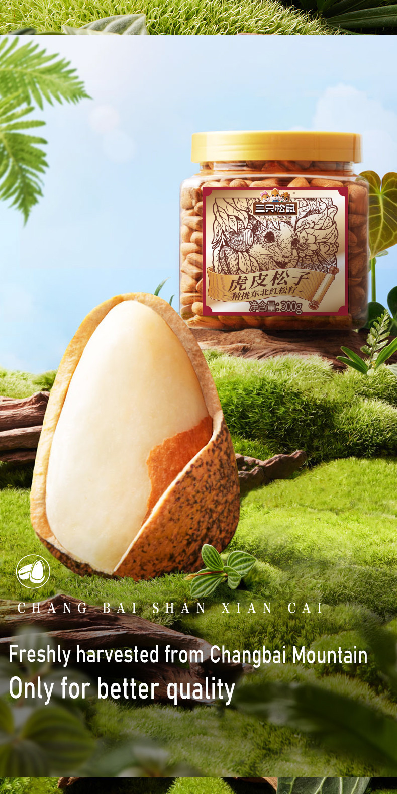 【Halal】Three Squirrels Tiger Pine Nuts Large Particles No Additive 三只松鼠 ...