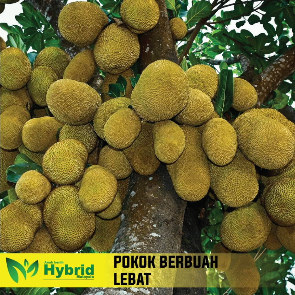 Anak Pokok Cempedak (King,Durian,CH28/Madu,Champion)-by anak enih ...