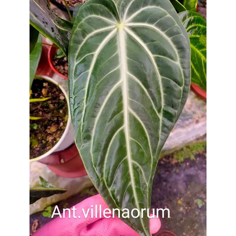 Anthurium villenaorum | Shopee Malaysia