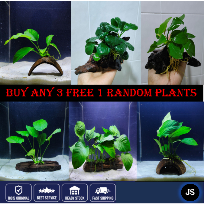 🔥Buy 3 Free 1🔥Anubias, Windelov & Java Fern Aquatic Live Plant (Anubias ...