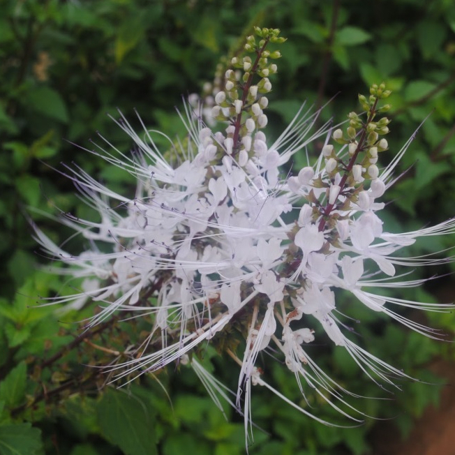 Anak pokok misai kucing-Fruit Nursery Malaysia | Shopee Malaysia