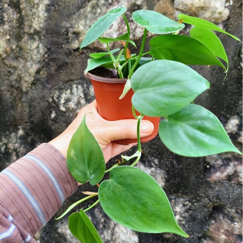 Live Plant Pothos/Money Plant in Pot /Indoor Plant/ Pokok Duit/Sirih ...
