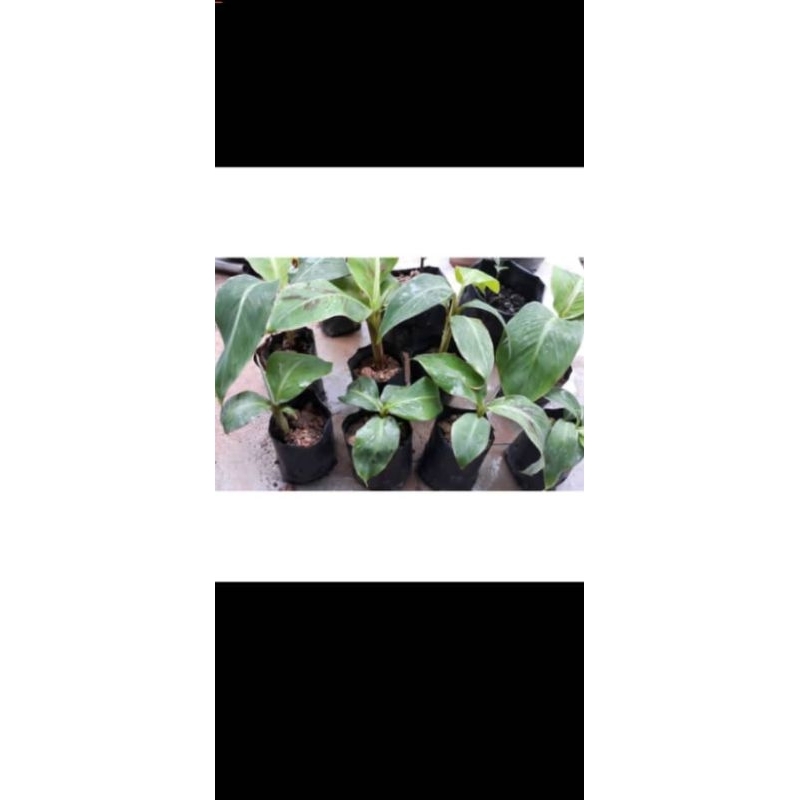 anak pokok pisang tanduk(helang) bila masak isi oren | Shopee Malaysia