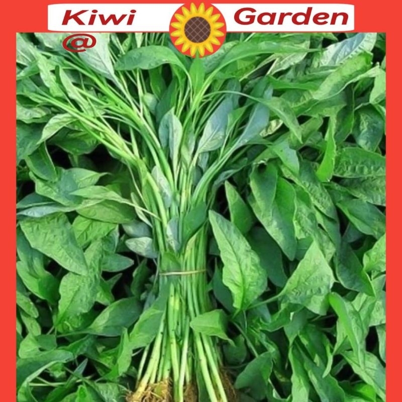 A1 Long leaf Amaranth Seeds (250+/-) Biji Benih Sayur bayam daun tajam ...