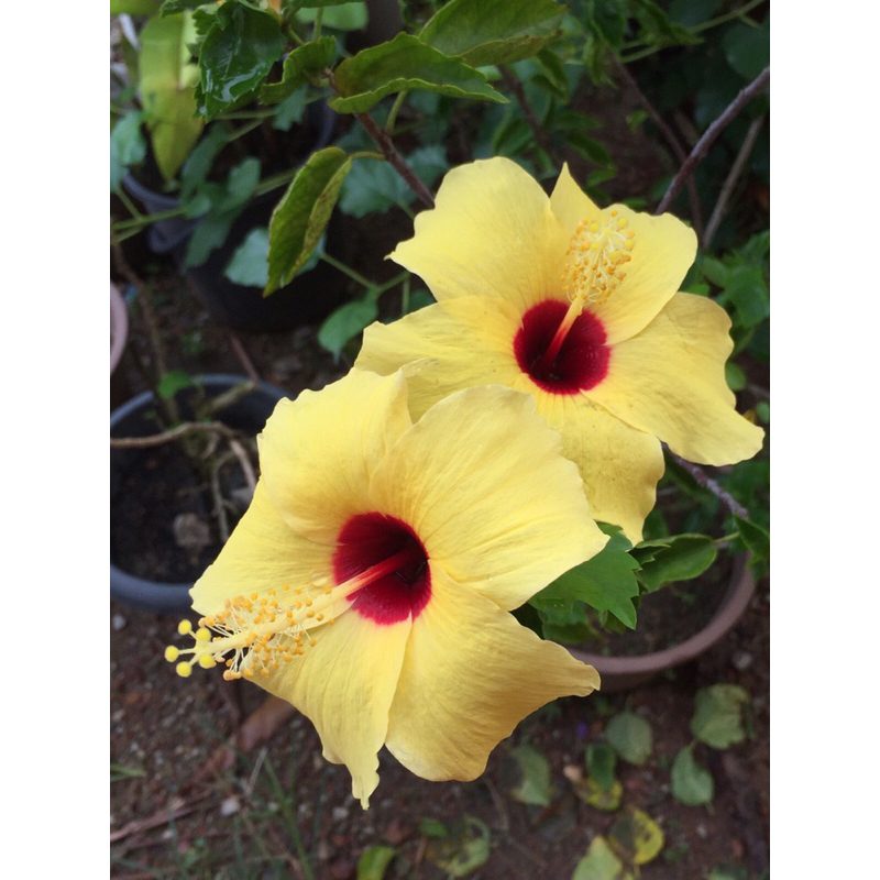 Hibiscus Pokok Bunga Raya Warna Kuning Tengah Merah Real Plant | Shopee ...