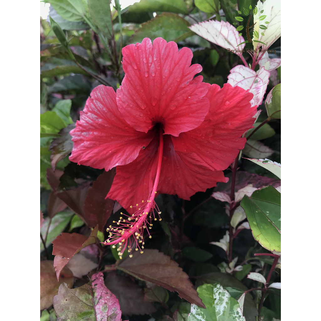 Berjaya Plant Nursery - Bunga Raya/Hibiscus(Pokok Bunga Hidup/Pokok ...