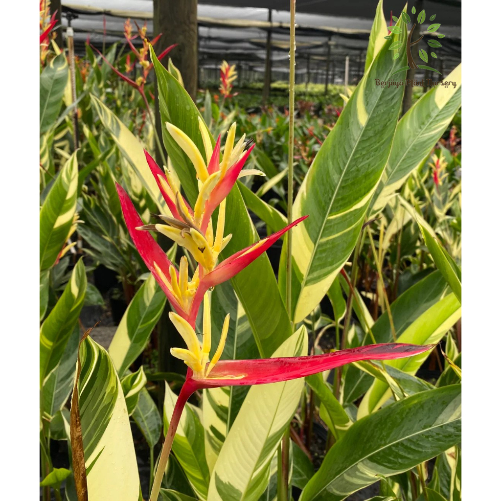 Berjaya Plant Nursery - Heliconia Variegated/Lady Di Variegated(Pokok ...