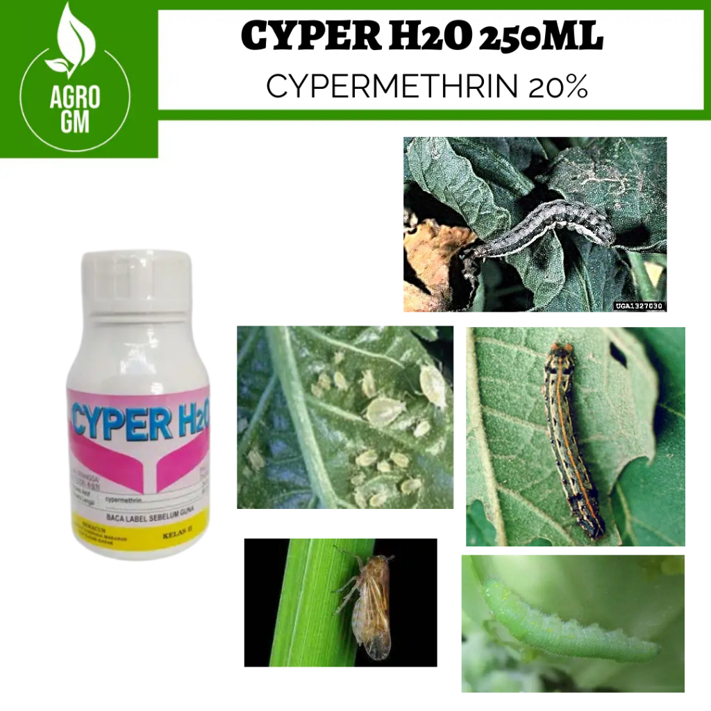 250ML CYPER H2O Racun Serangga Kumbang Tanduk, Ulat Pengorek Buah ...