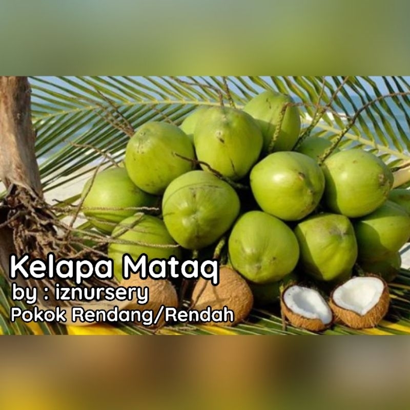 Benih Kelapa Mataq / Buah Lebat /Rendang / Nyior Rendah / Rendah/ Ready ...