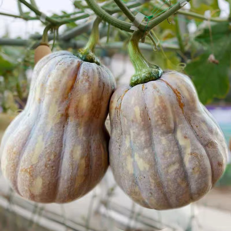 Taiwanese Sweet Pumpkin 3 seeds / Labu Manis Taiwan 台湾甜南瓜籽 | Shopee ...