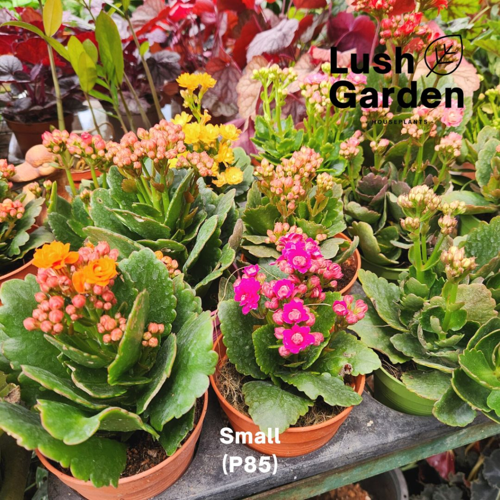Miniature Kalanchoe Plant