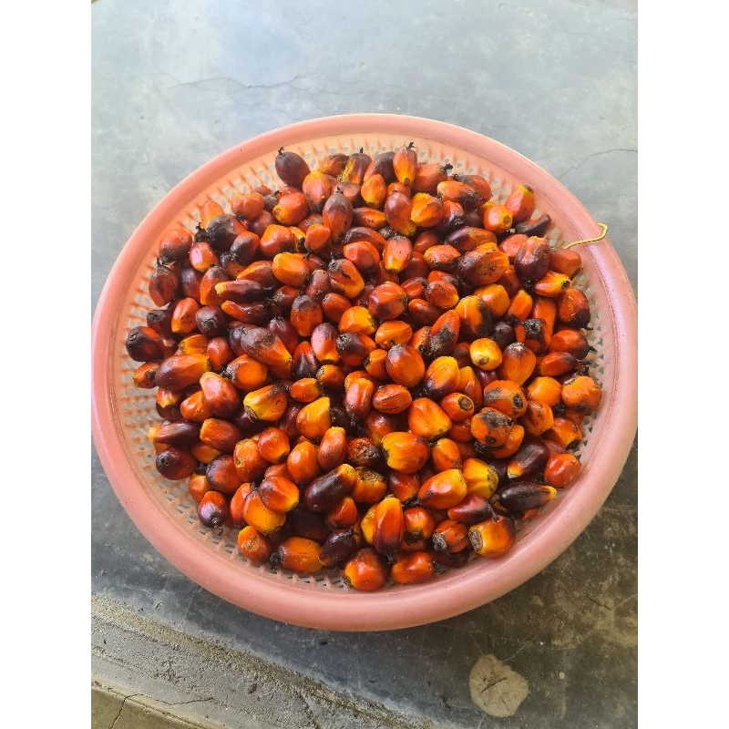 Biji Buah Kelapa Sawit Shopee Malaysia