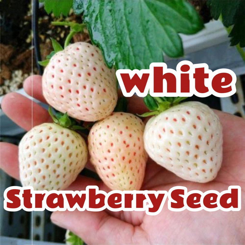 White Strawberry Seeds Benih Strawberri Putih Tanaman Pokok Gardening ...