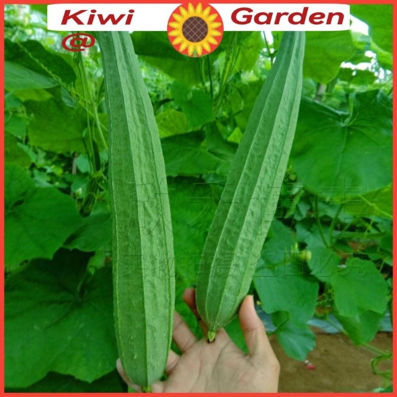 Loofah Seeds (10+/-) Benih Petola Segi 丝瓜种子 Vegetable seeds benih ...