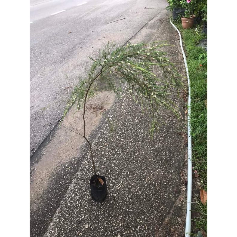 KKB Cucur Atap, Celoreng Atap, Corong Atap, Beackea Frustecens pokok ...