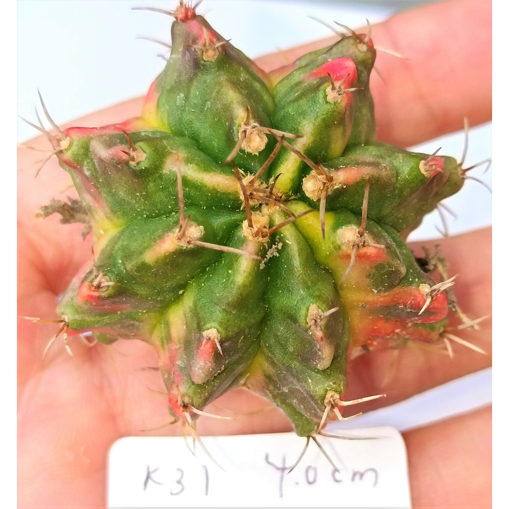 GYMNOCALYCIUM K3 ID CACTUS (OFFSETS WITH OWN ROOTS) | Shopee Malaysia