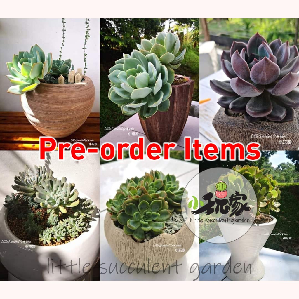 [Ready Stock] Pre order Succulent Pot Flower Pot Pottery Clay Pot ...