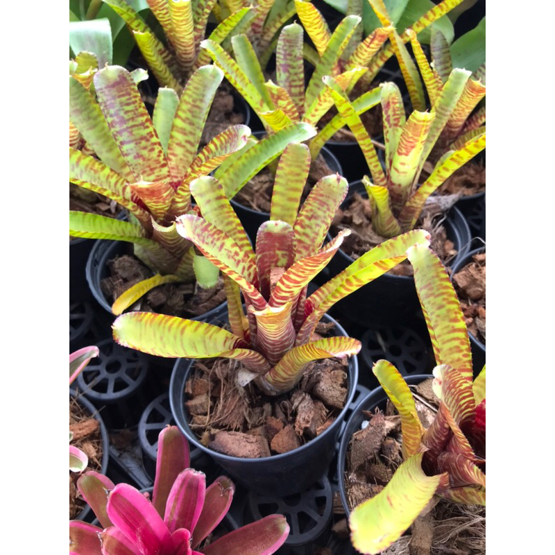 Neoregelia Popoki ( Bromeliad / 積水风梨 ) | Shopee Malaysia