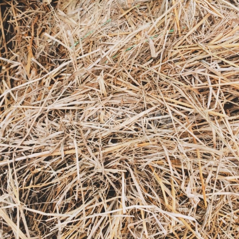 [NEW] 1kg Jerami Padi / Paddy Straw | Shopee Malaysia