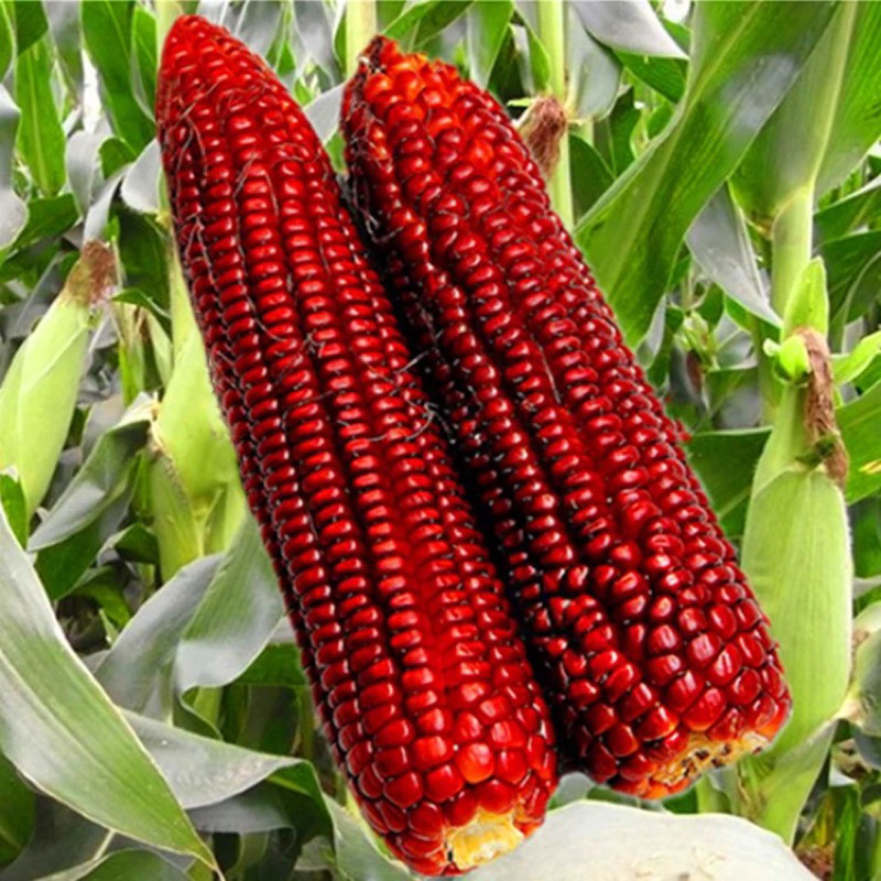 20Biji Benih Jagung Merah Besar /Big Red Sweet Corn Seeds 红糯甜大玉米籽 ...
