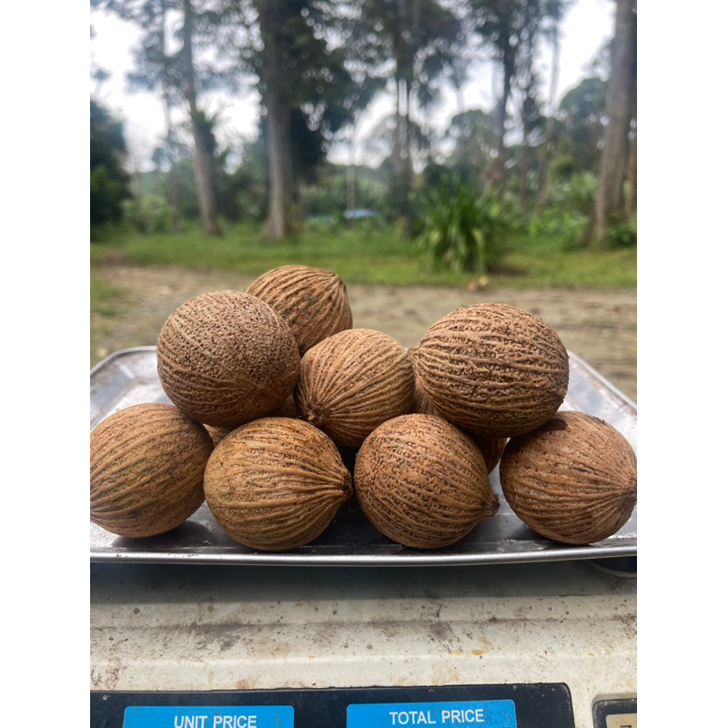 BUAH KULIM 100% SEGAR HUTAN | Shopee Malaysia
