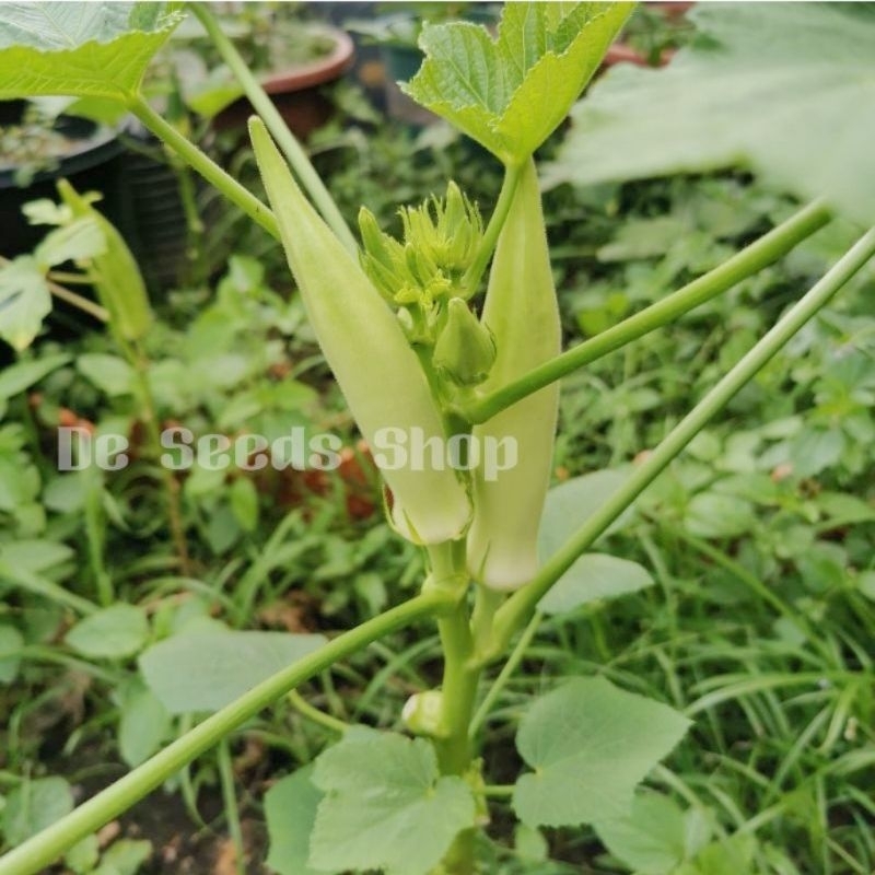 Benih Bendi Putih 10pcs/White Okra/白羊角豆籽 | Shopee Malaysia
